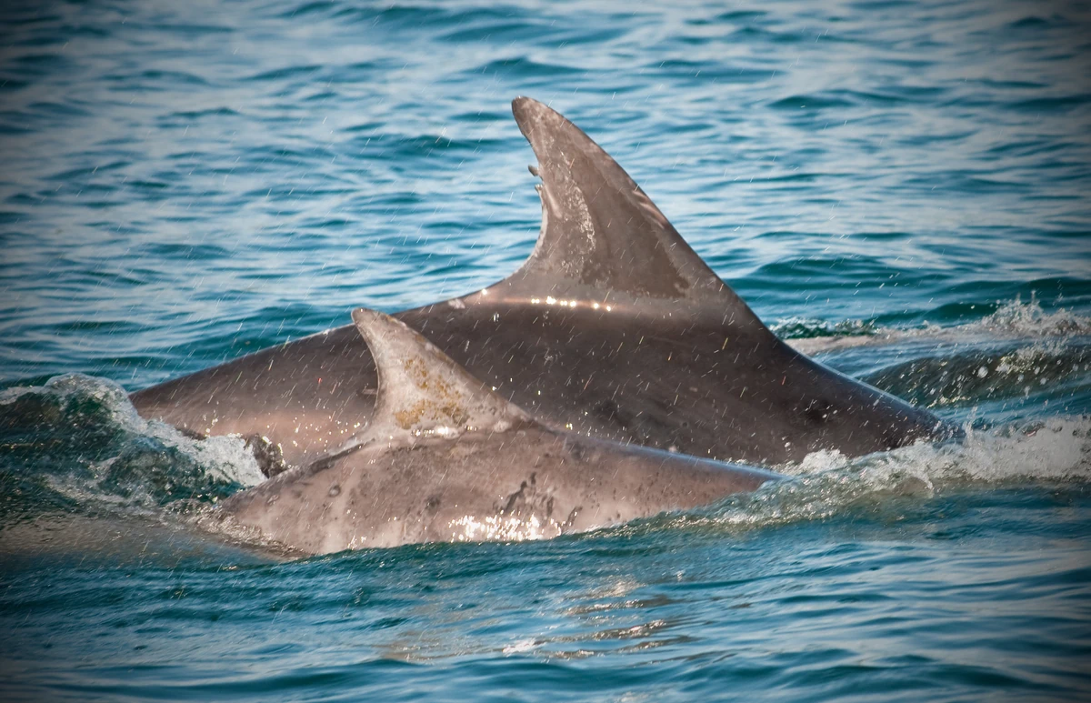 Common Bottlenose Dolphin | British Wildlife Wiki | Fandom