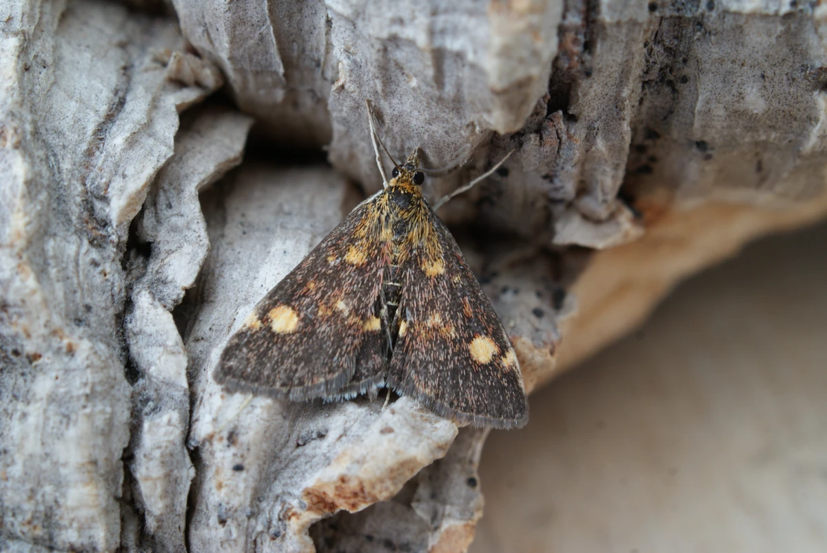 Pyrausta aurata | British Wildlife Wiki | Fandom