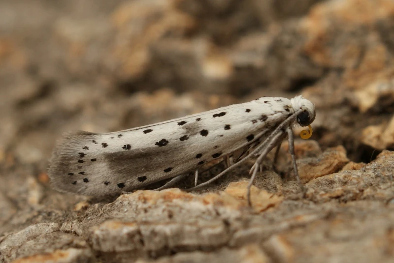 Yponomeuta irrorella | British Wildlife Wiki | Fandom