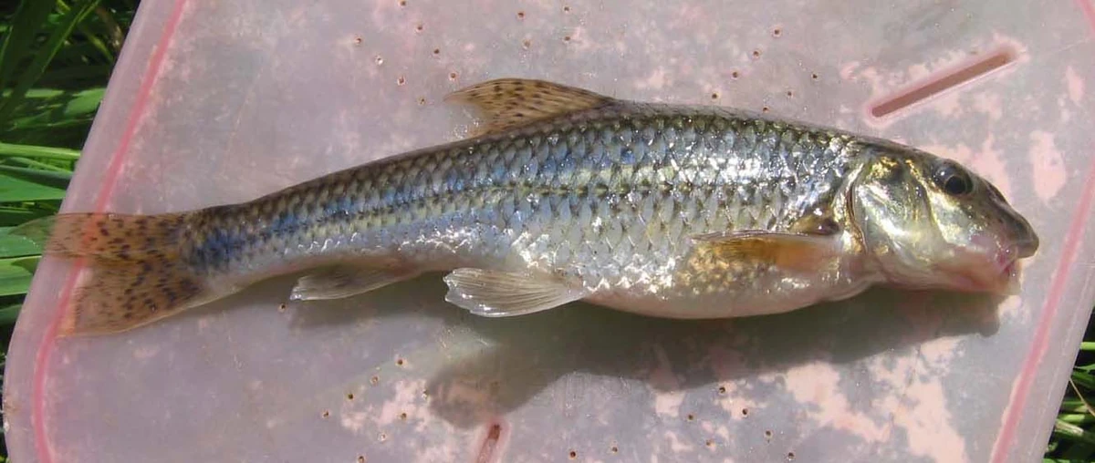 Gudgeon | British Wildlife Wiki | Fandom