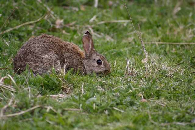 European Rabbit | British Wildlife Wiki | Fandom