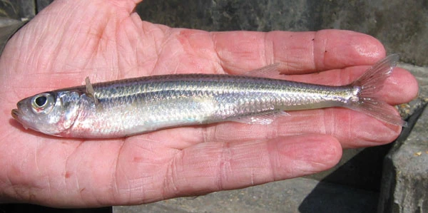 Sand-Smelt | British Wildlife Wiki | Fandom