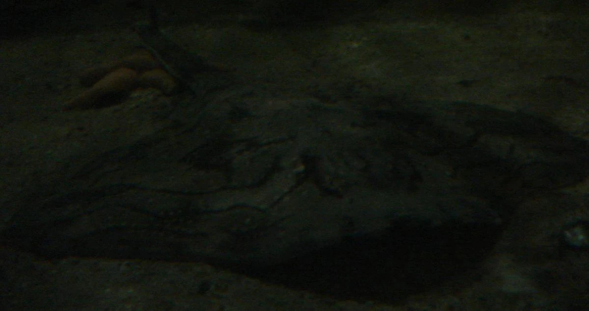 Undulate Ray | British Wildlife Wiki | Fandom