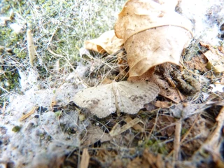 Single-dotted Wave | British Wildlife Wiki | Fandom