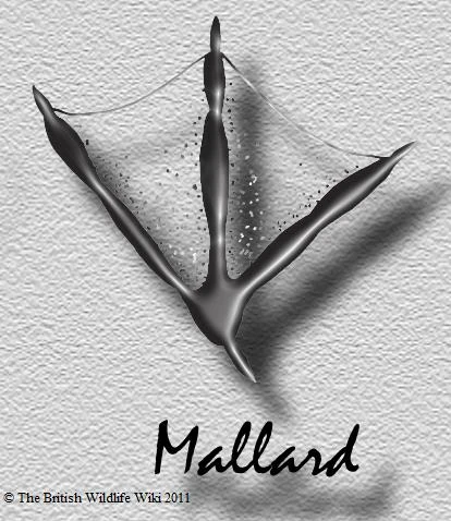 Mallard Tracks | British Wildlife Wiki | Fandom