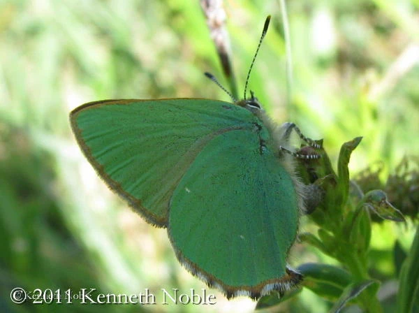 Lepidoptery | British Wildlife Wiki | Fandom