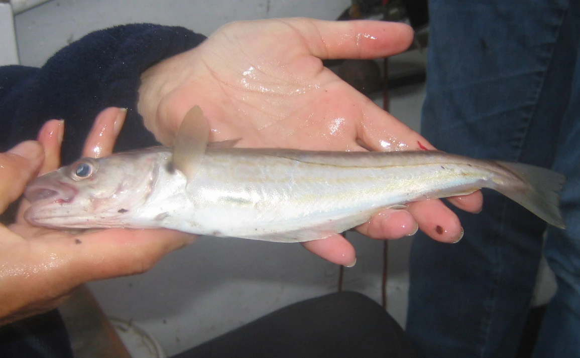 Whiting | British Wildlife Wiki | Fandom