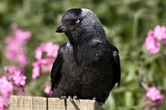 Jackdaw | British Wildlife Wiki | Fandom