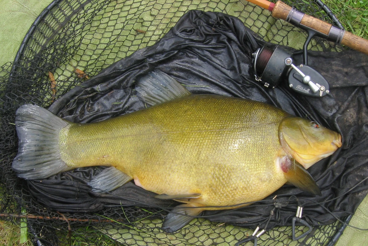 Tench | British Wildlife Wiki | Fandom