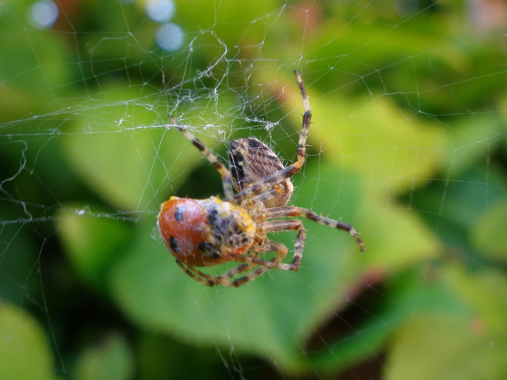 European Garden Spider | British Wildlife Wiki | Fandom