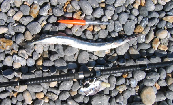 Garfish | British Wildlife Wiki | Fandom