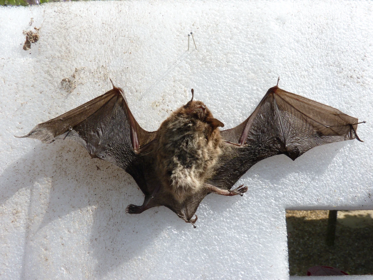Natterer's Bat | British Wildlife Wiki | Fandom