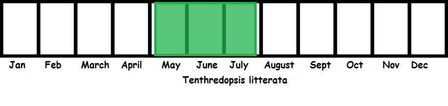 Tenthredopsis litterata | British Wildlife Wiki | Fandom