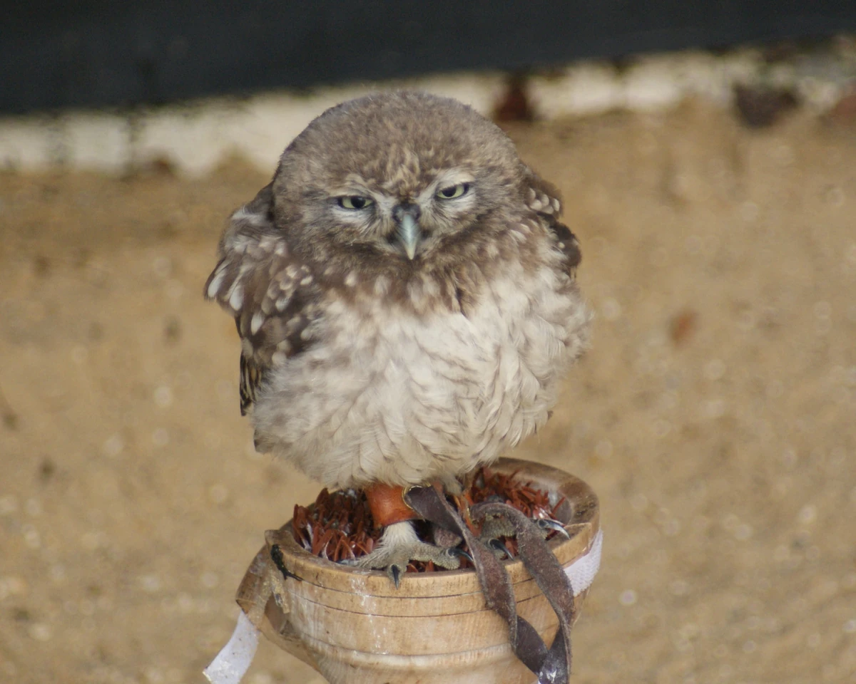 Little Owl | British Wildlife Wiki | Fandom