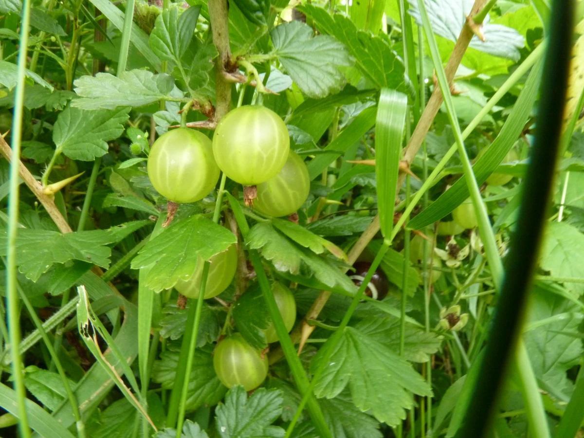 Gooseberry | British Wildlife Wiki | Fandom