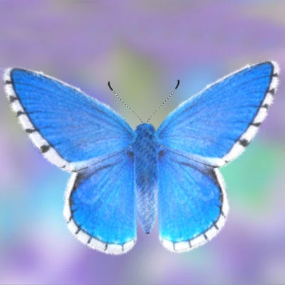 Adonis Blue | British Wildlife Wiki | Fandom