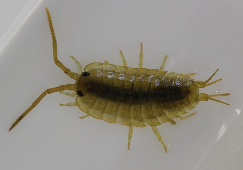 Sea Slater | British Wildlife Wiki | Fandom