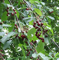 Wild Cherry | British Wildlife Wiki | Fandom
