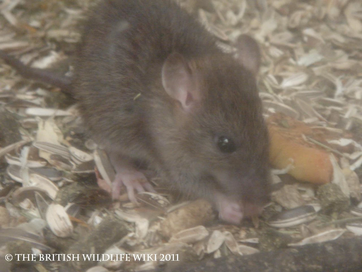 Brown Rat | British Wildlife Wiki | Fandom