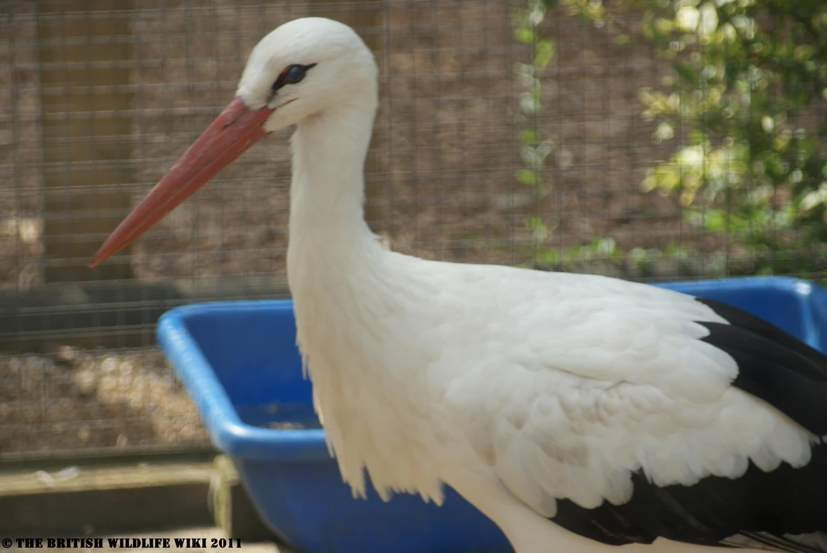 White Stork | British Wildlife Wiki | Fandom