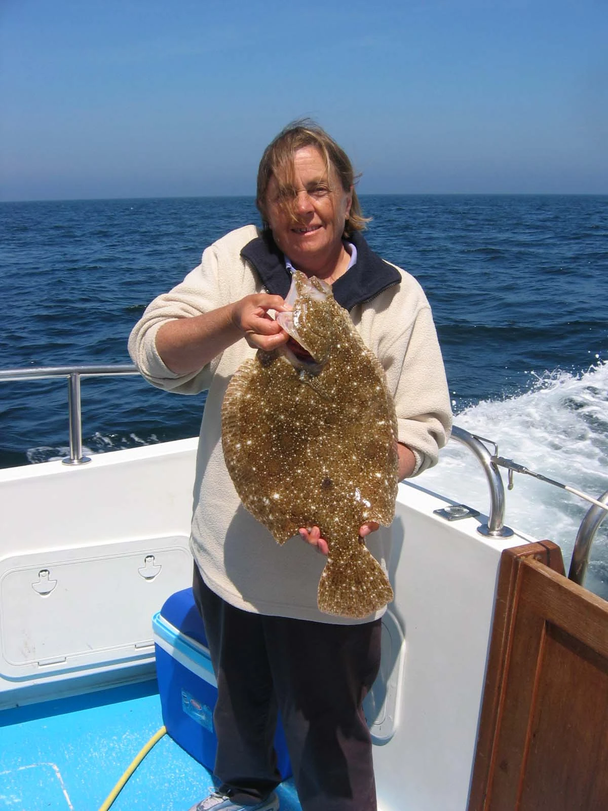 Brill | British Wildlife Wiki | Fandom