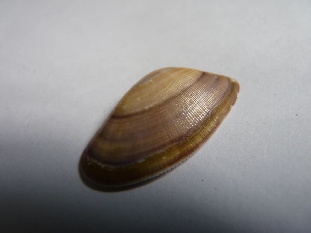 Banded Wedge Shell | British Wildlife Wiki | Fandom