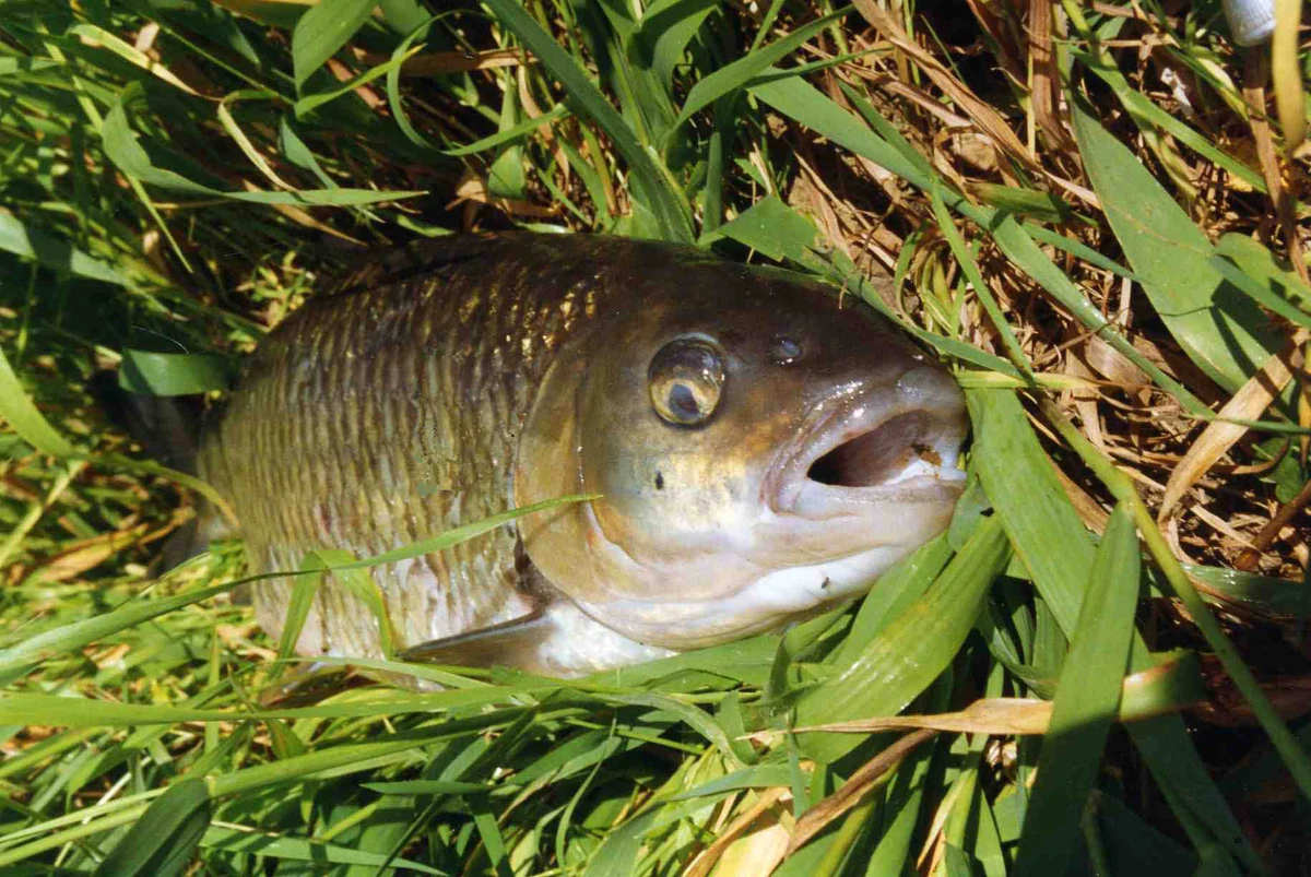 Chub | British Wildlife Wiki | Fandom