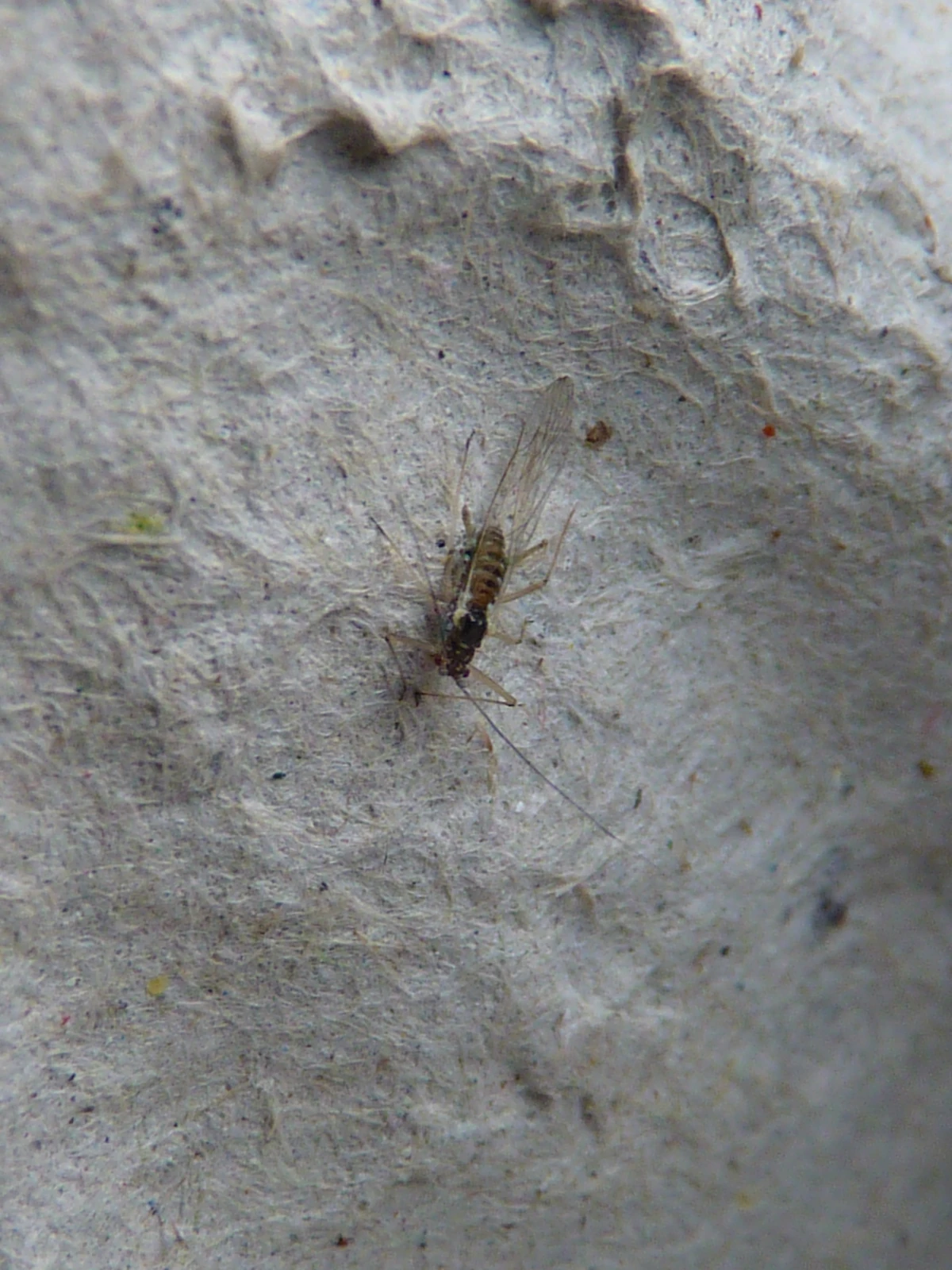 Bird Cherry Aphid | British Wildlife Wiki | Fandom