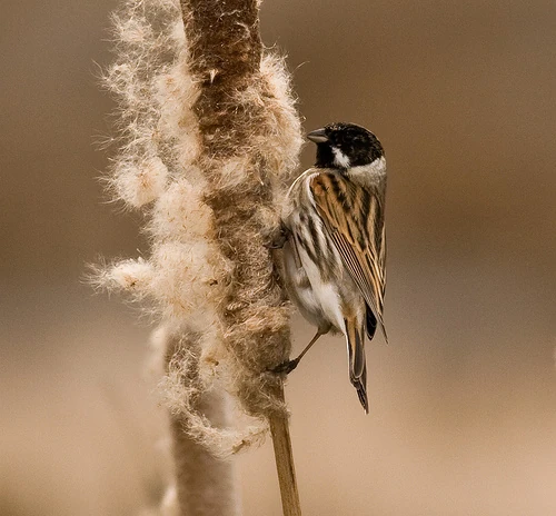 Reed Bunting | British Wildlife Wiki | Fandom