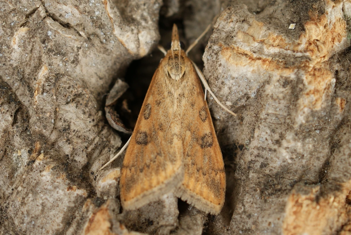Rusty-dot Pearl | British Wildlife Wiki | Fandom