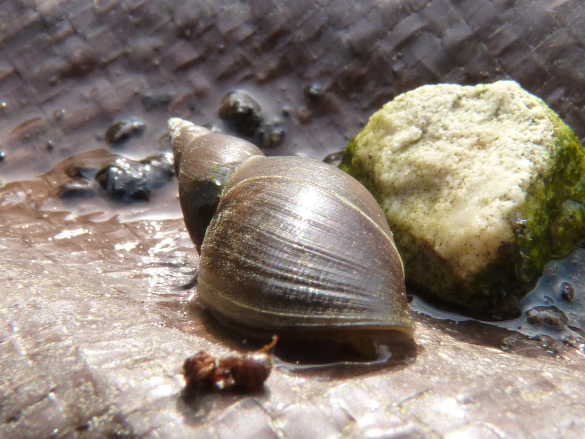 Great Pond Snail | British Wildlife Wiki | Fandom