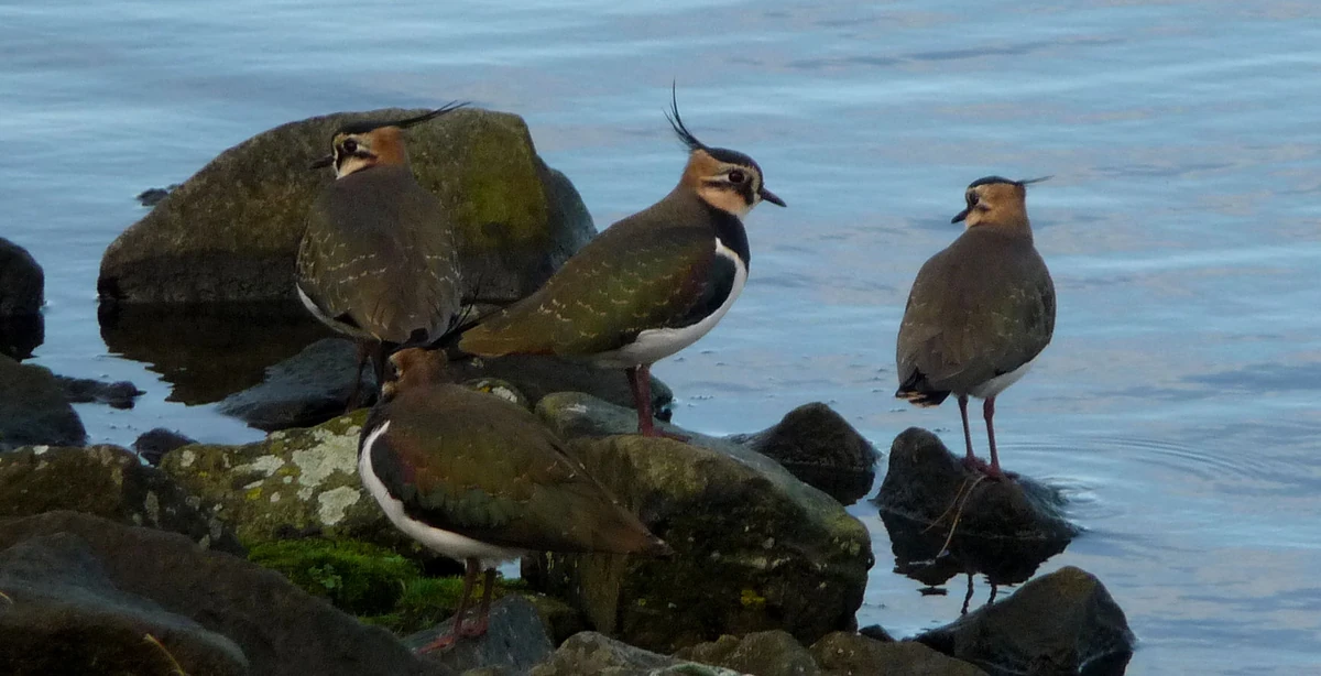 Lapwing | British Wildlife Wiki | Fandom