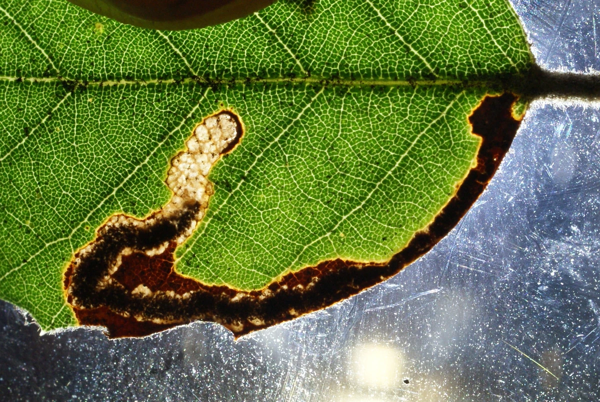 Stigmella suberivora | British Wildlife Wiki | Fandom