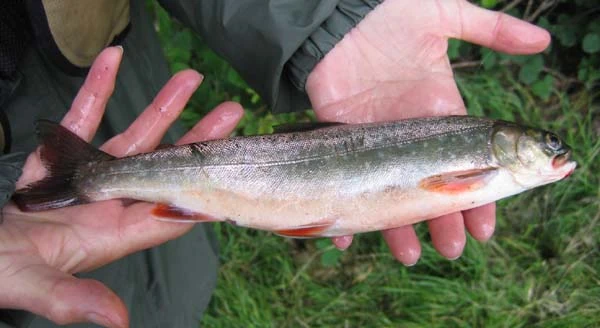 Arctic Char | British Wildlife Wiki | Fandom