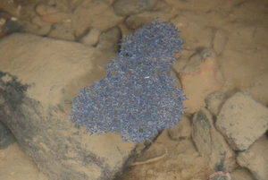 Rock-pool Springtails | British Wildlife Wiki | Fandom