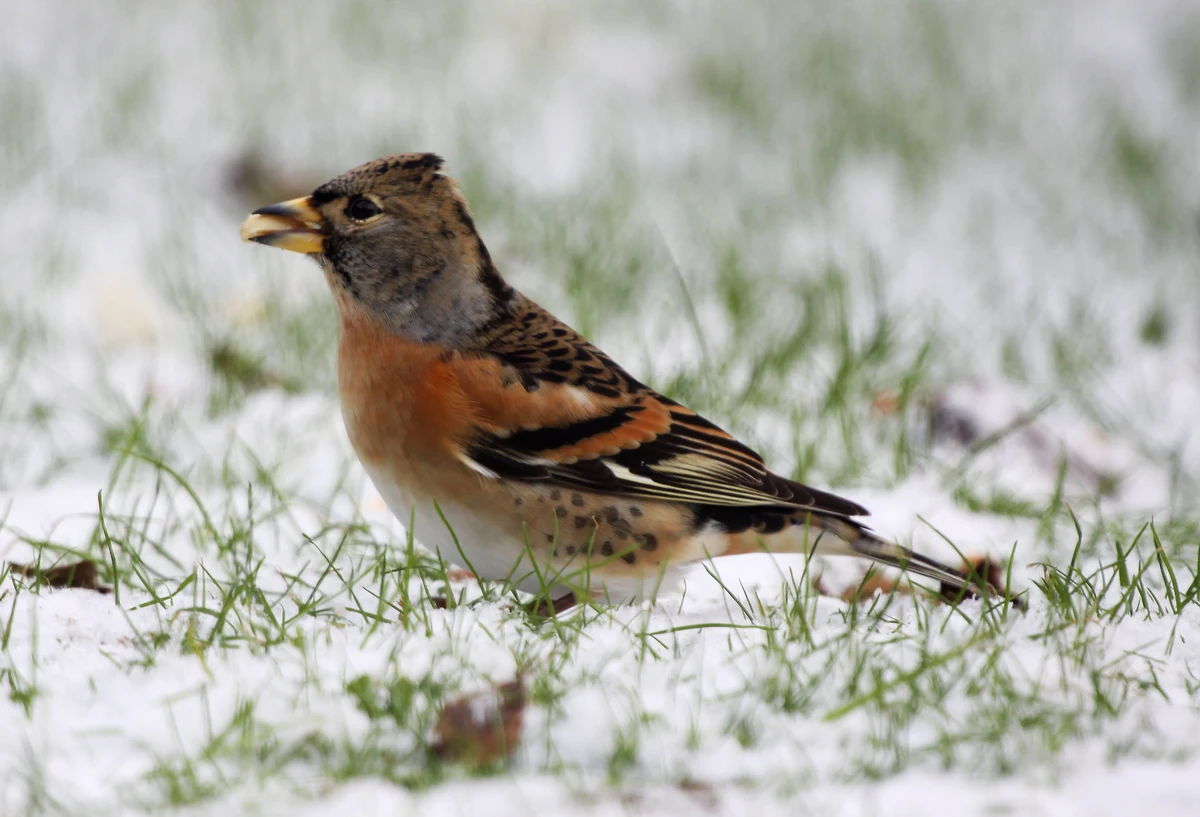 Brambling | British Wildlife Wiki | Fandom
