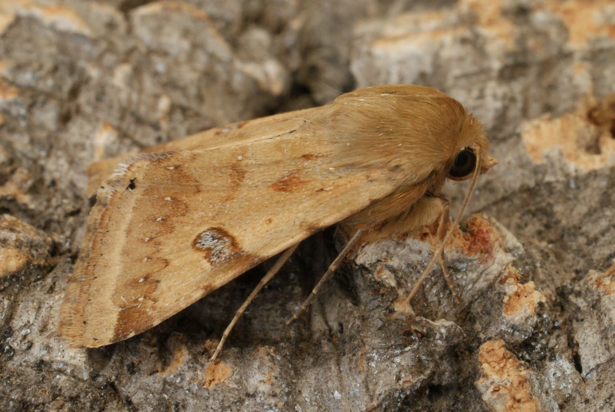 Bordered Straw | British Wildlife Wiki | Fandom