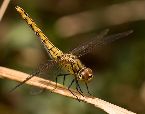 Common Darter | British Wildlife Wiki | Fandom