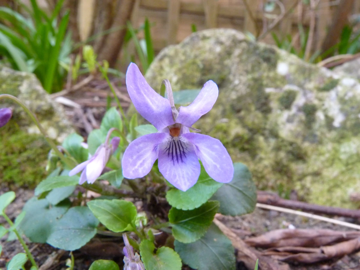 Common Dog-violet | British Wildlife Wiki | Fandom