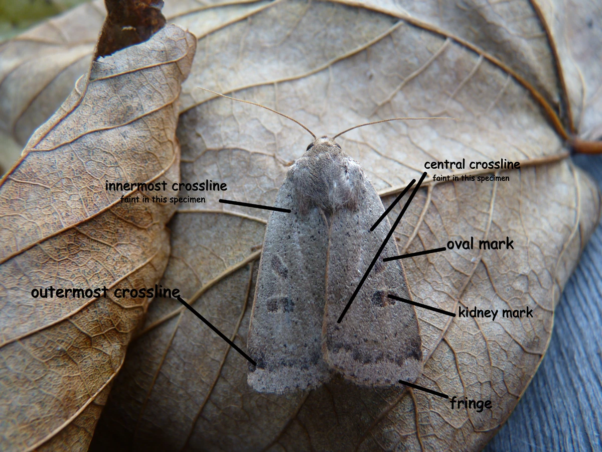 Category:Macro Moths | British Wildlife Wiki | Fandom