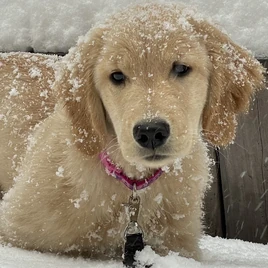 Kloï | Thinknoodles Wiki | Fandom