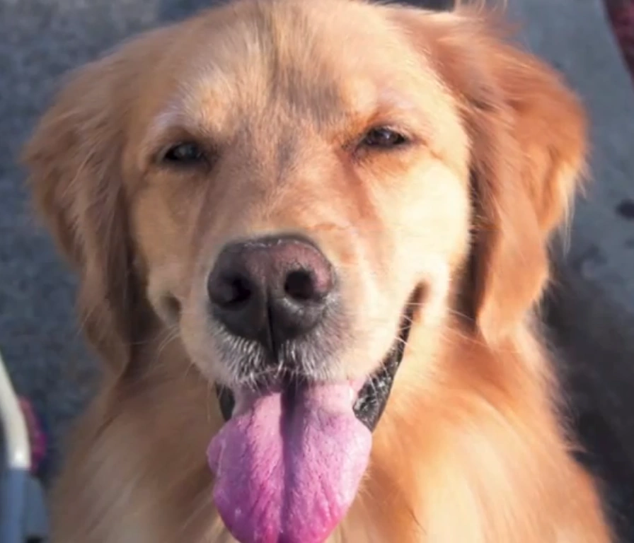 Category:Pets | Thinknoodles Wiki | Fandom