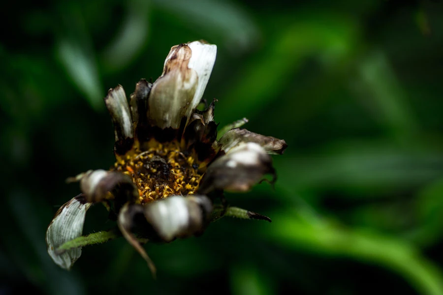 Mythopoeia | This Is America Wiki | Fandom