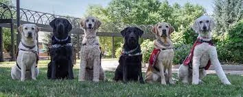 This is Daniel Cook./Gallery/Learning about dog guides | This is Kids ...