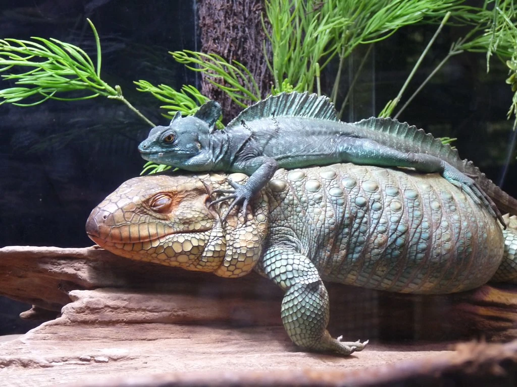 This is Scarlett and Isaiah./Gallery/Learning about reptiles/Types of ...