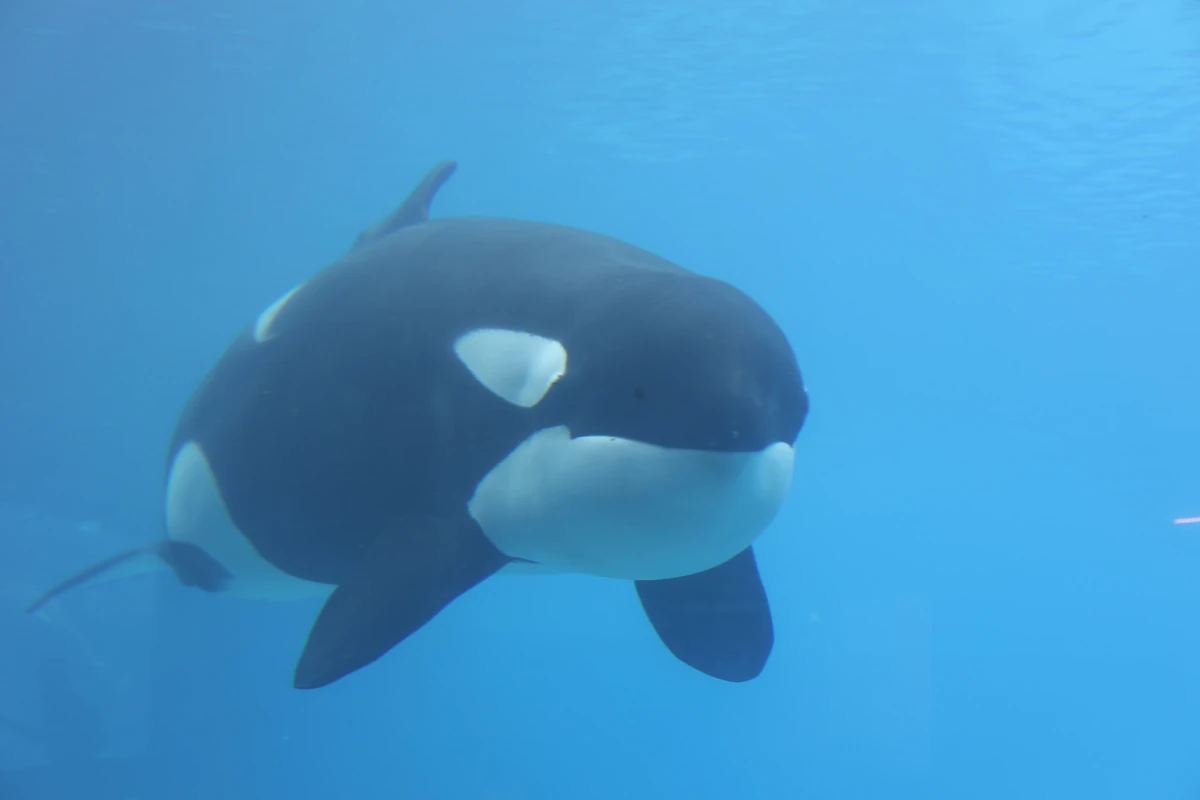 Kiska | This is Kids Wiki | Fandom