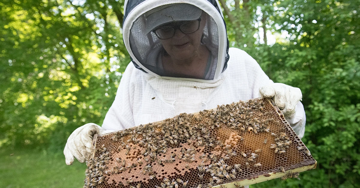 This is Daniel Cook./Gallery/Learning about beekeeping or bees | This ...