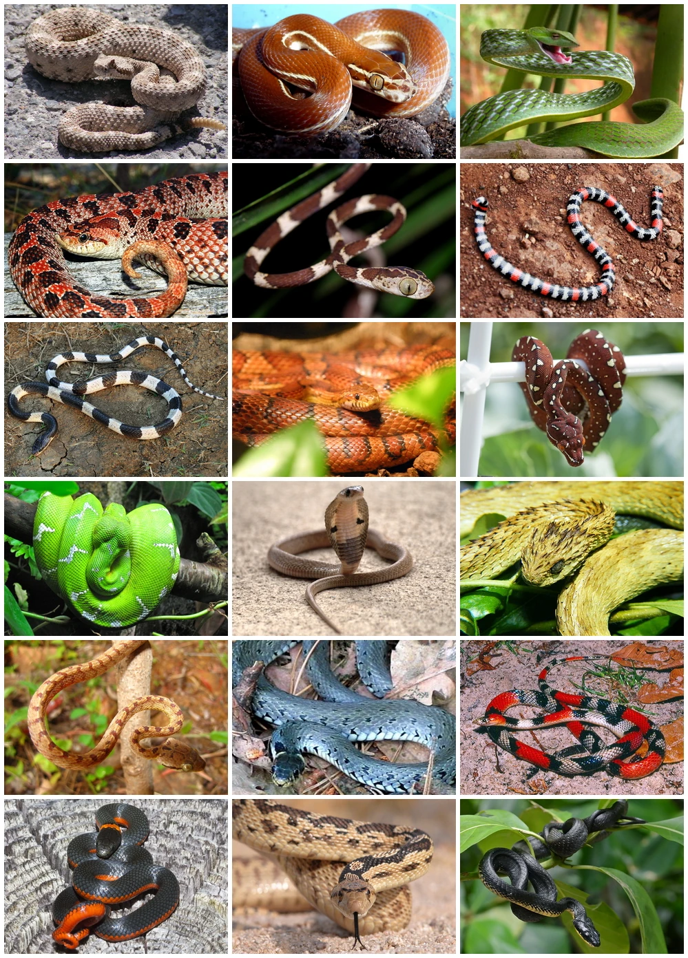 This is Scarlett and Isaiah./Gallery/Learning about reptiles/Types of ...