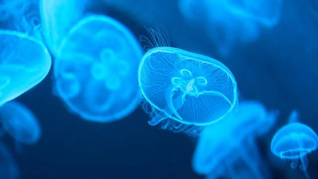 This is Daniel Cook./Gallery/Learning about fish/Types of sea animals ...