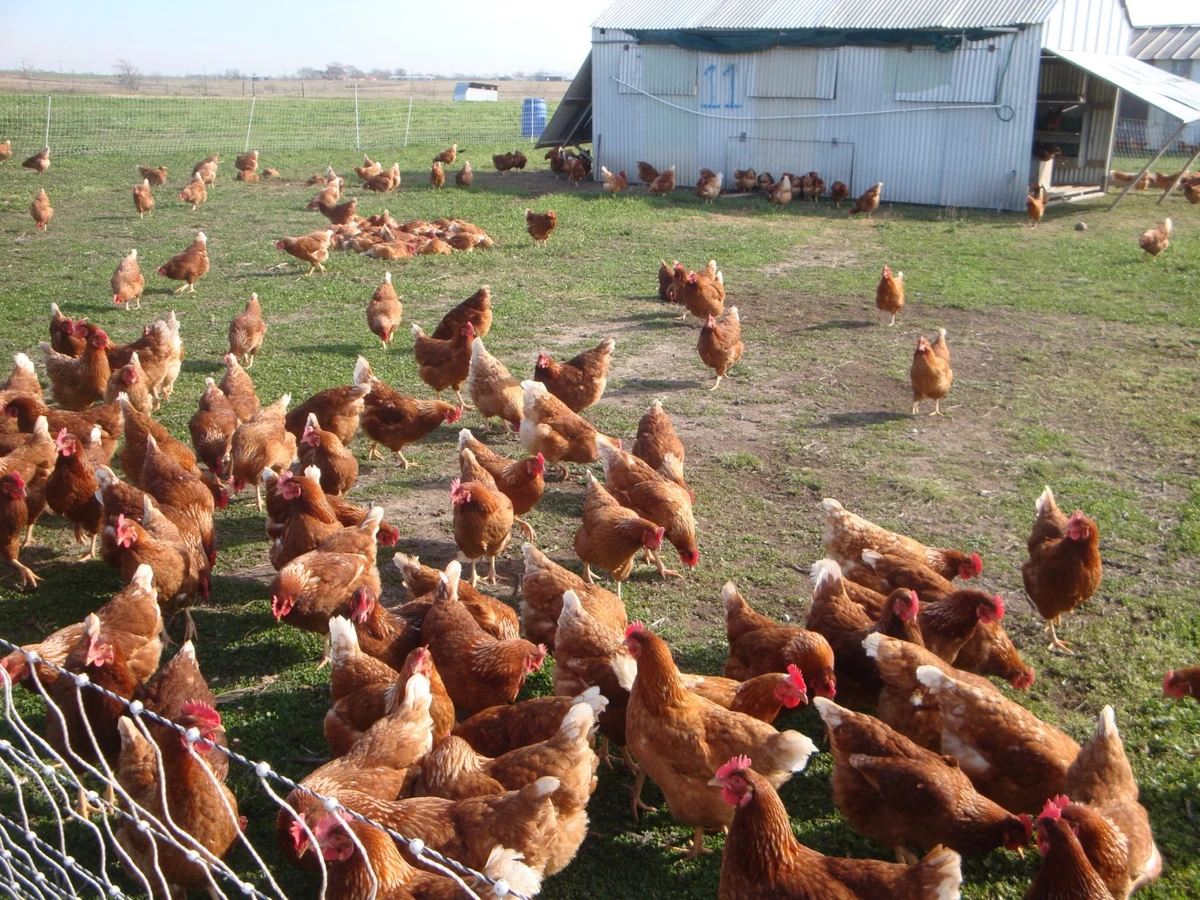 This is Emily Yeung./Gallery/Learning about chickens | This is Kids ...